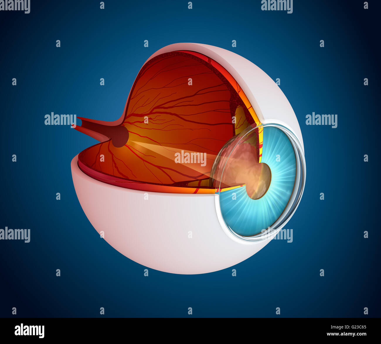 Eye anatomy - inner structure isolated on white Stock Photo - Alamy