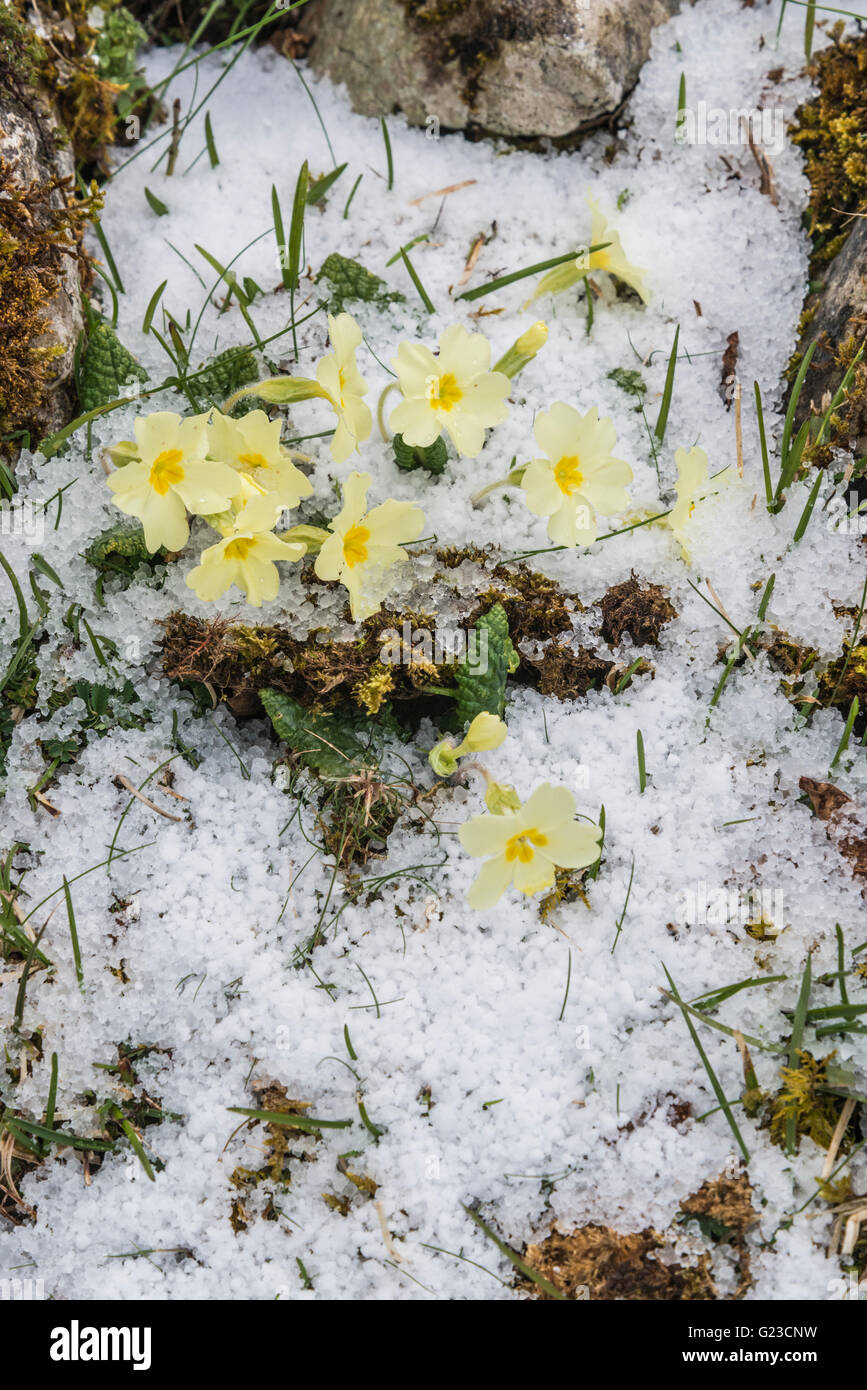 Primroses book covers hi-res stock photography and images - Alamy