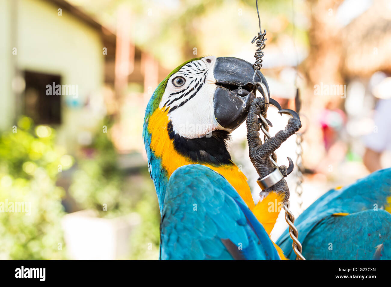Scarlet Macaw, Ara macao parrot Stock Photo - Alamy