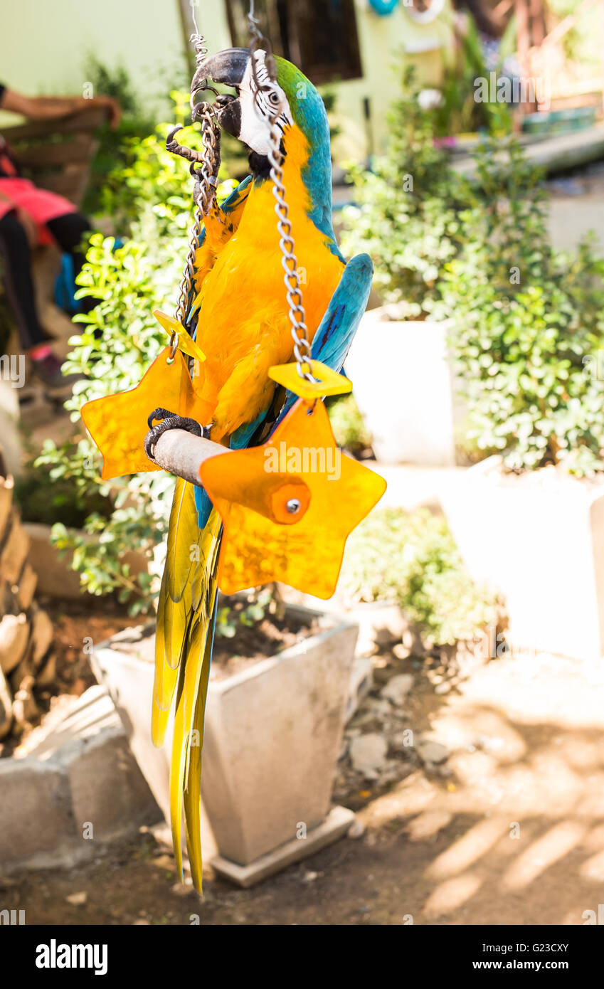 Scarlet Macaw, Ara macao parrot Stock Photo - Alamy