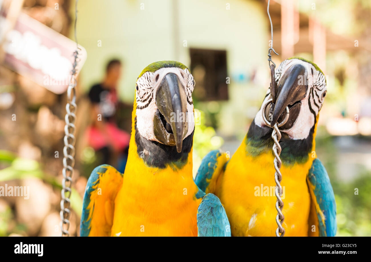 Scarlet Macaw, Ara macao parrot Stock Photo - Alamy