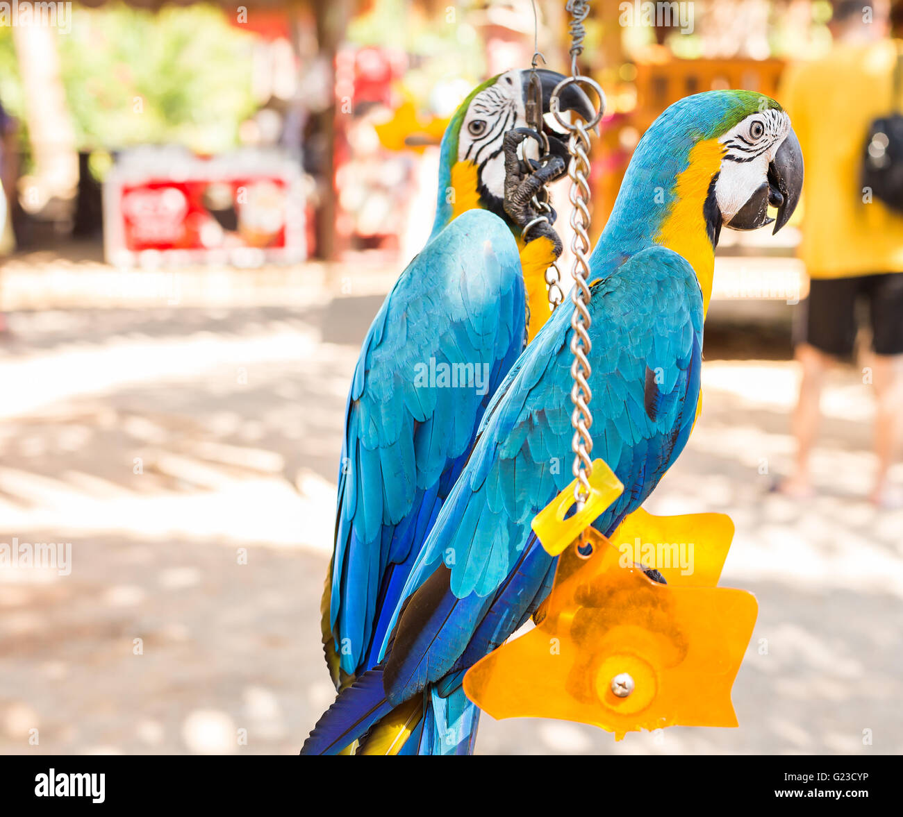 Scarlet Macaw, Ara macao parrot Stock Photo - Alamy