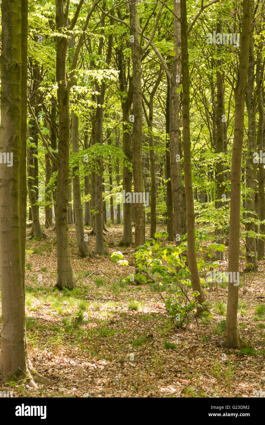 Woodland in springtime Stock Photo - Alamy