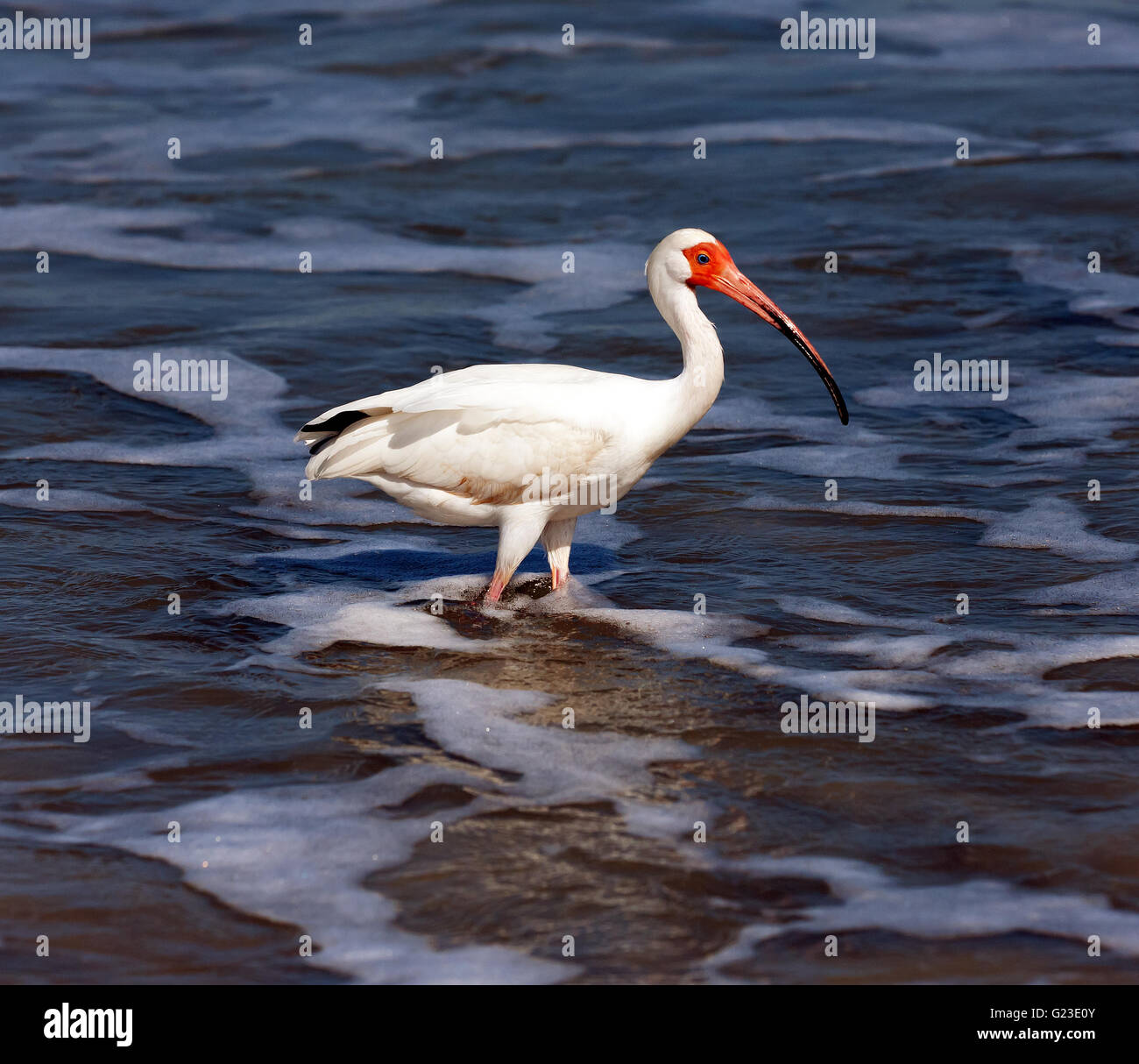 Close-up, of an American White Ibis walking on the seashore at Apollo ...