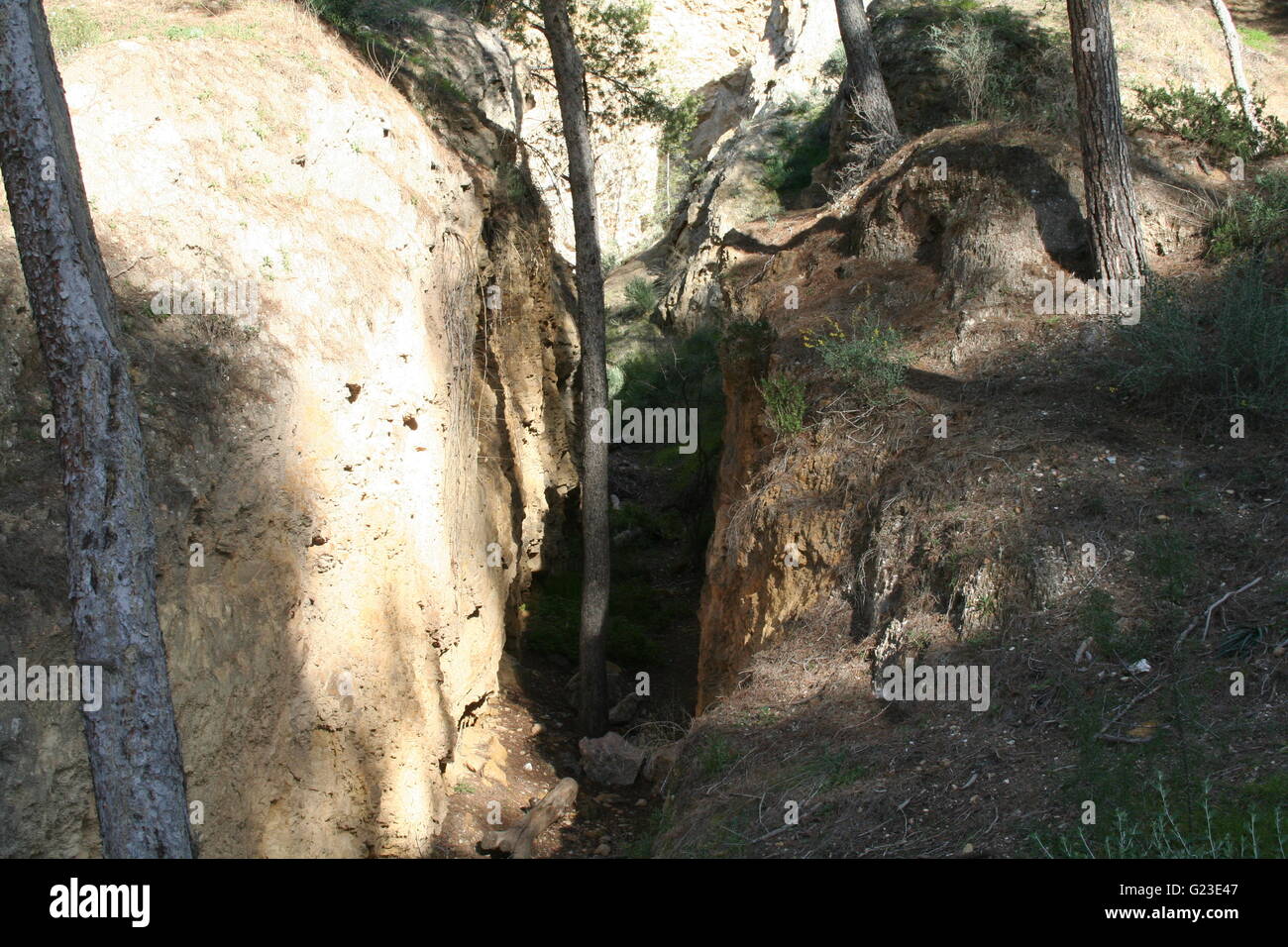 Trees in a hole in the forest Stock Photo - Alamy