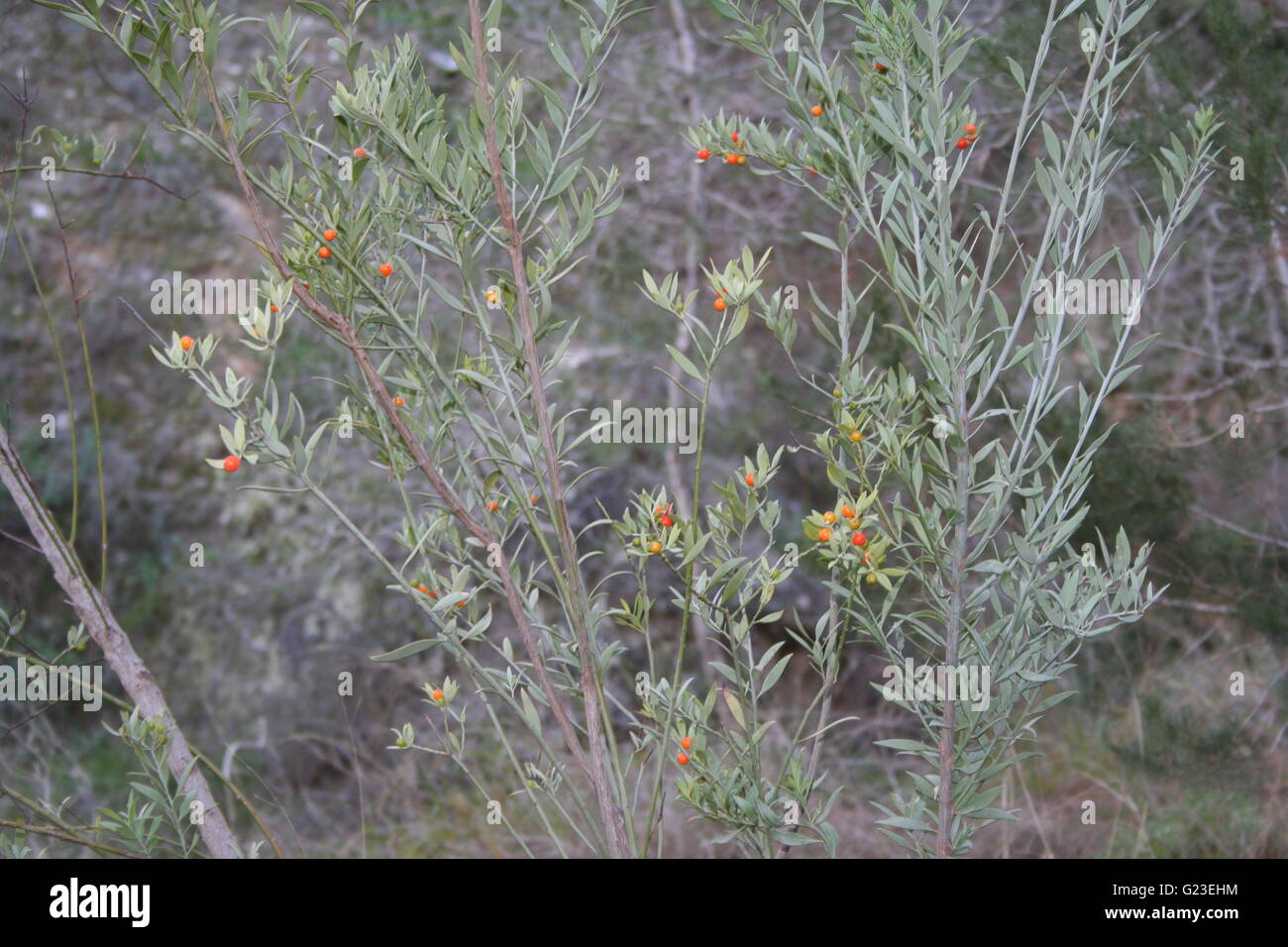 Berry bushes in the forest Stock Photo - Alamy
