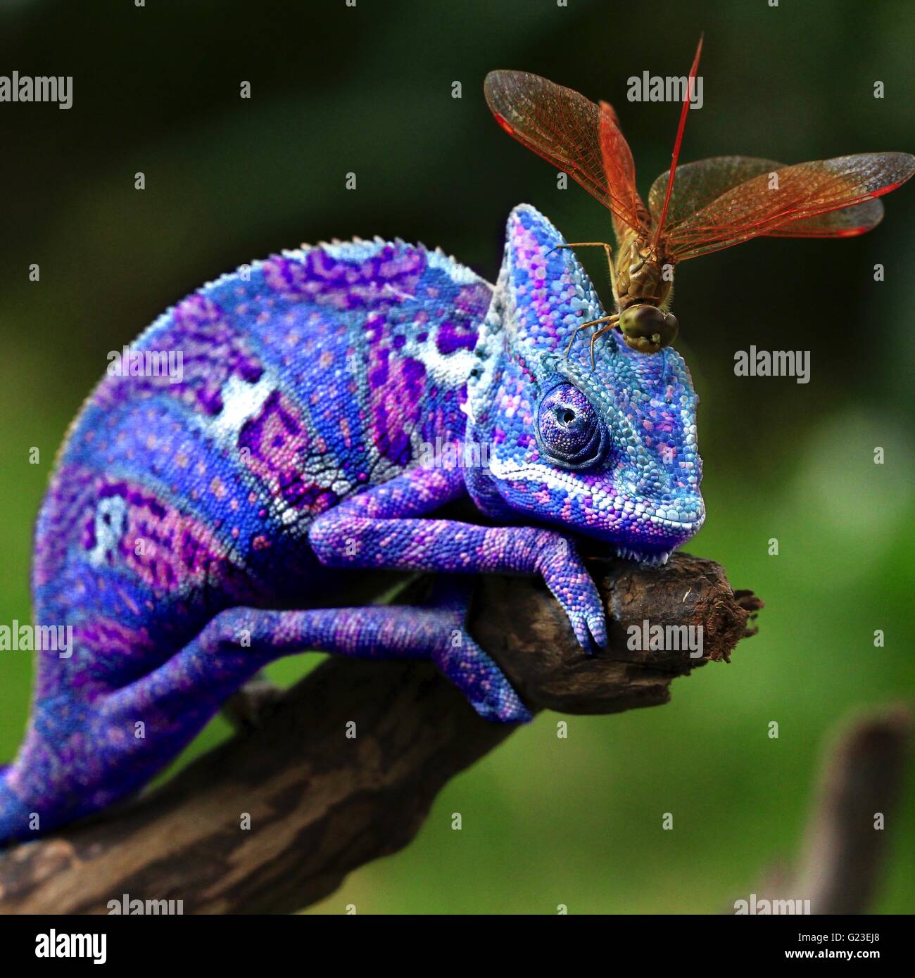 Rare chameleon hi-res stock photography and images - Alamy