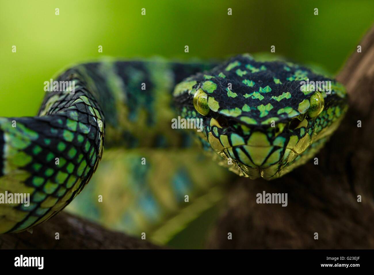 Staring into your soul Stock Photo - Alamy