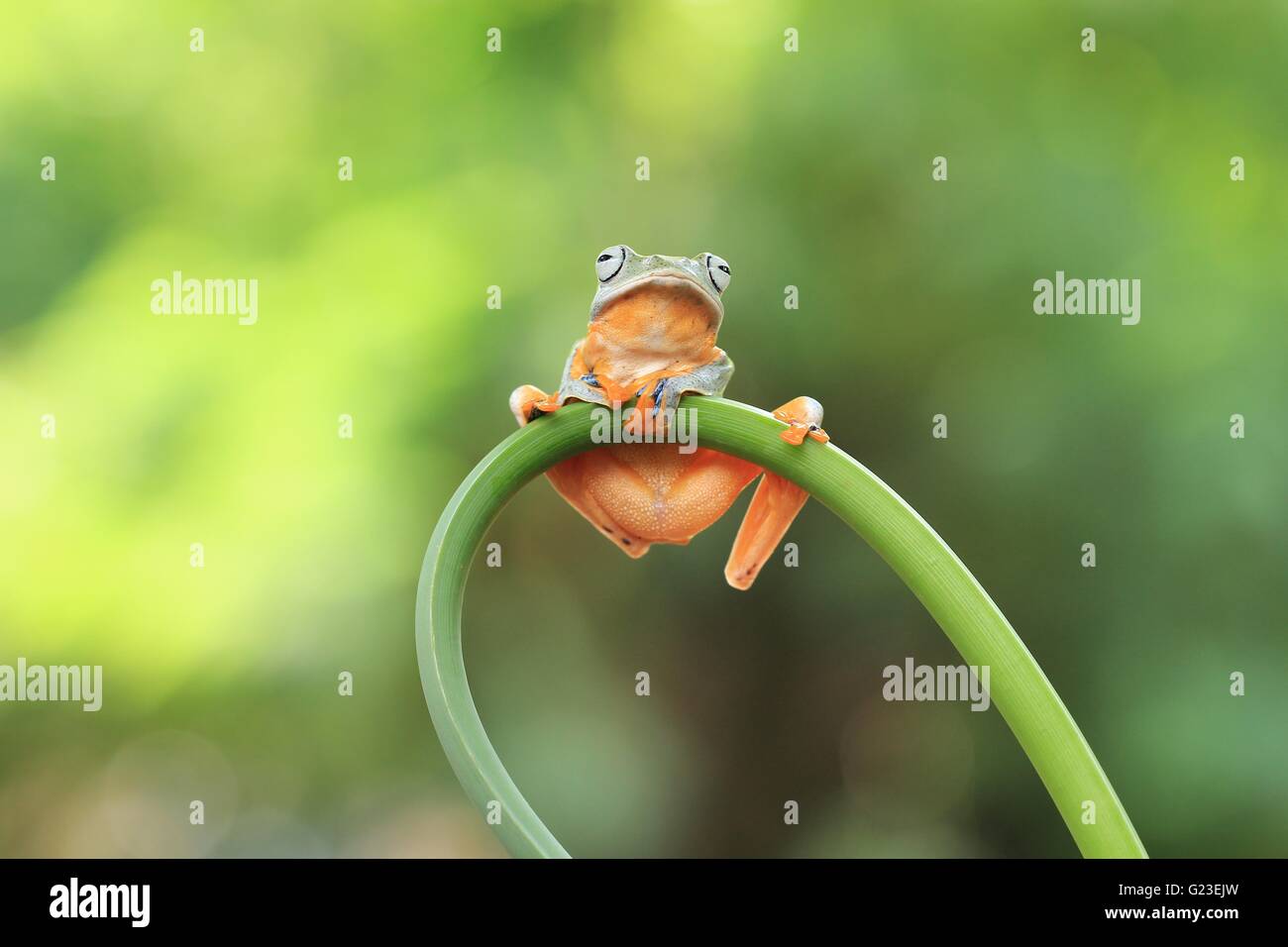 Frogs can chill Stock Photo - Alamy