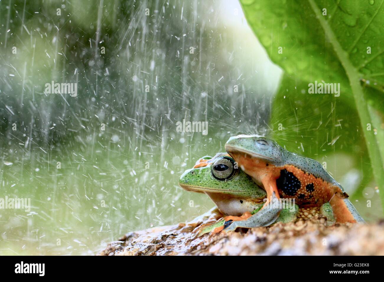 More frogs hi-res stock photography and images - Alamy