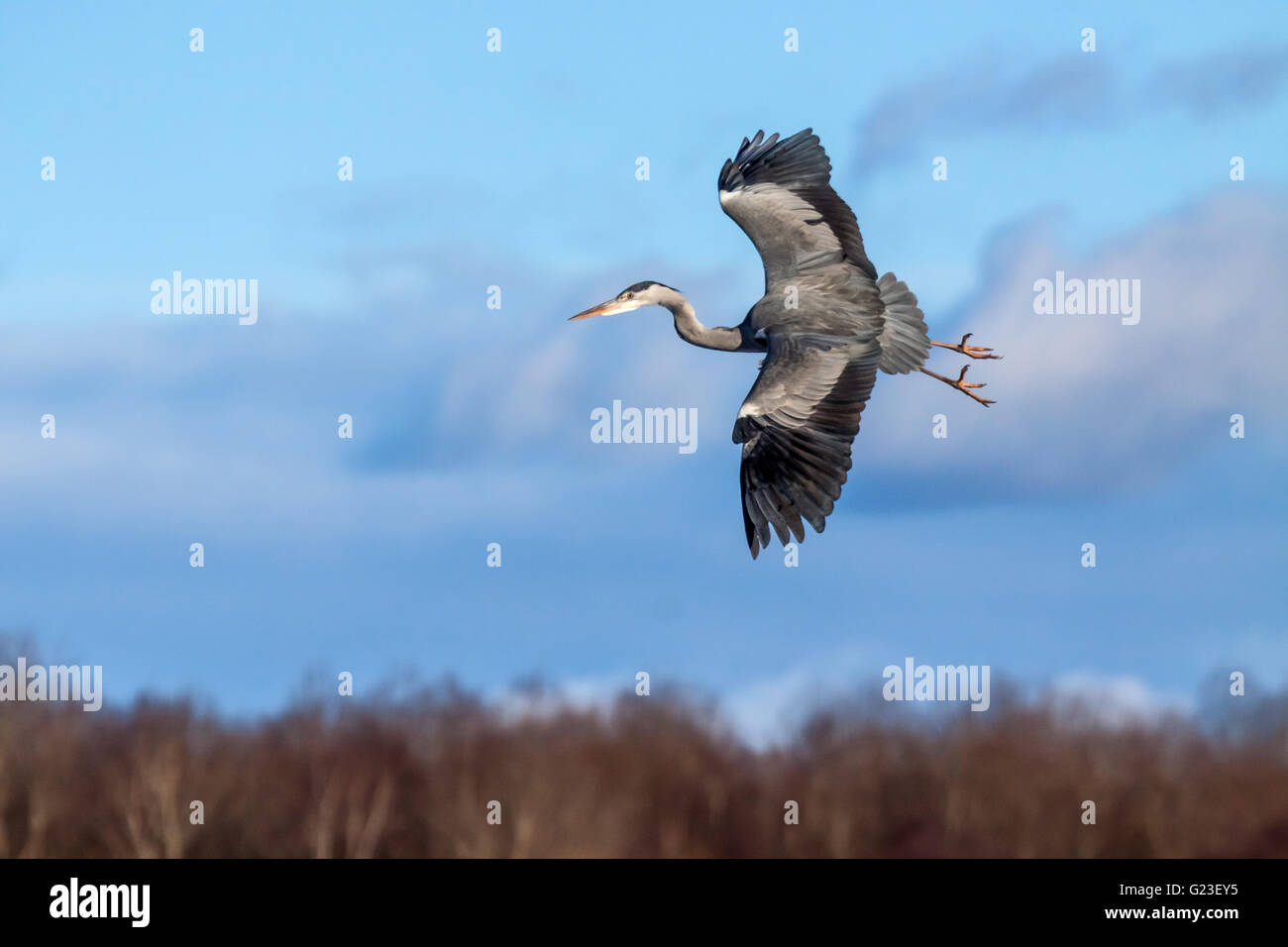 Acrobat bird hi-res stock photography and images - Alamy