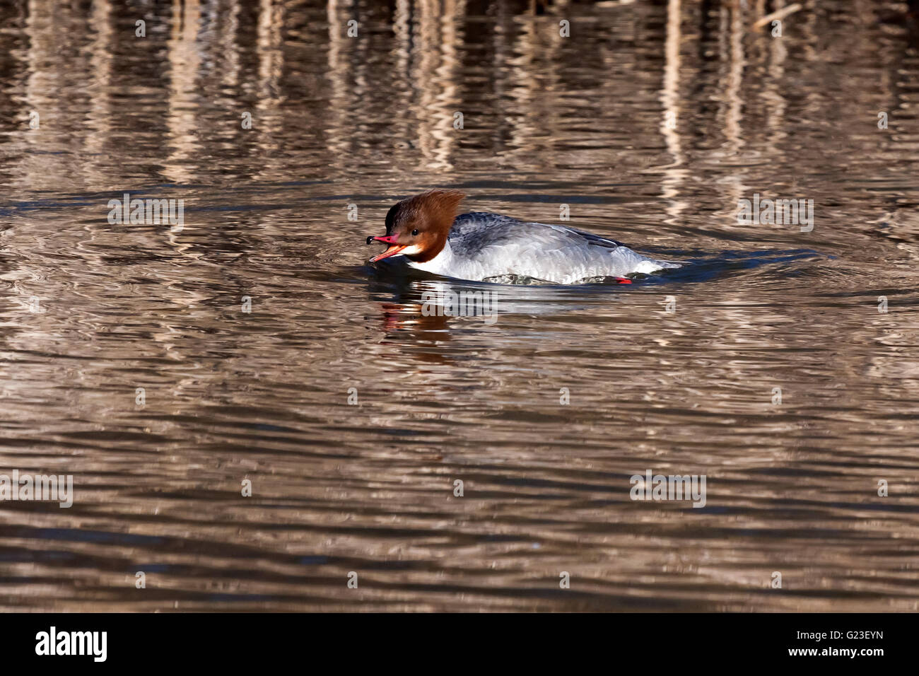 Goosander eurasian hi-res stock photography and images - Alamy