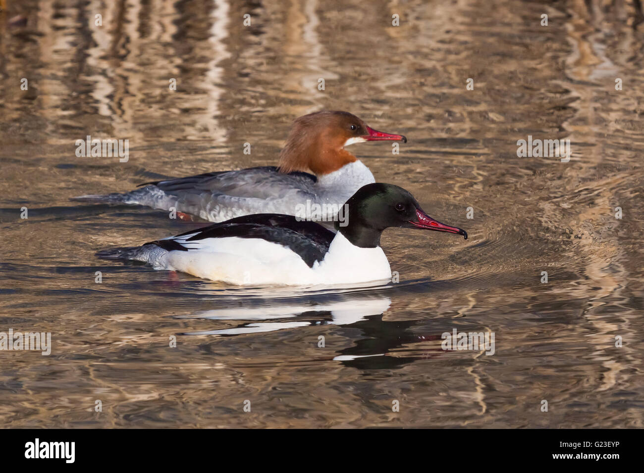 Goosander couple hi-res stock photography and images - Alamy