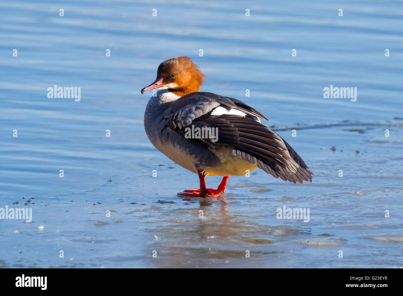 Goosander eurasian hi-res stock photography and images - Alamy