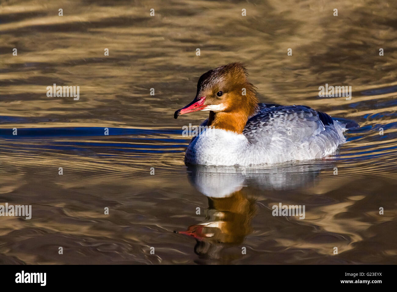 Goosander eurasian hi-res stock photography and images - Alamy