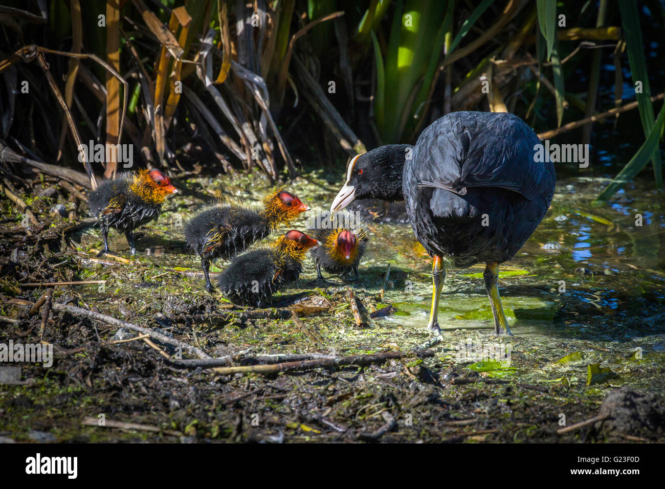 Eurasian coot family, Sweden Stock Photo - Alamy