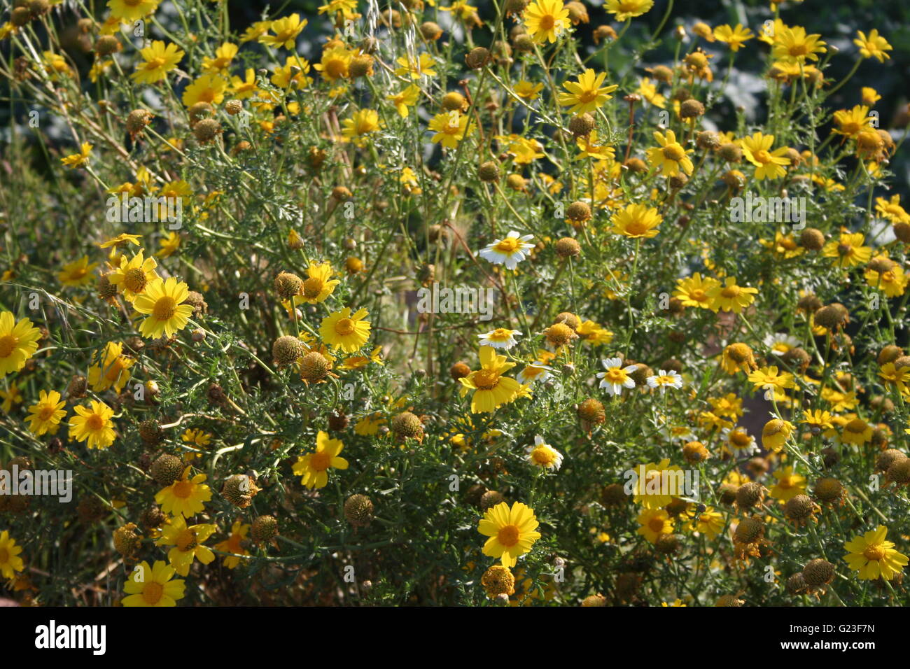Yellow flowers in a field Stock Photo - Alamy