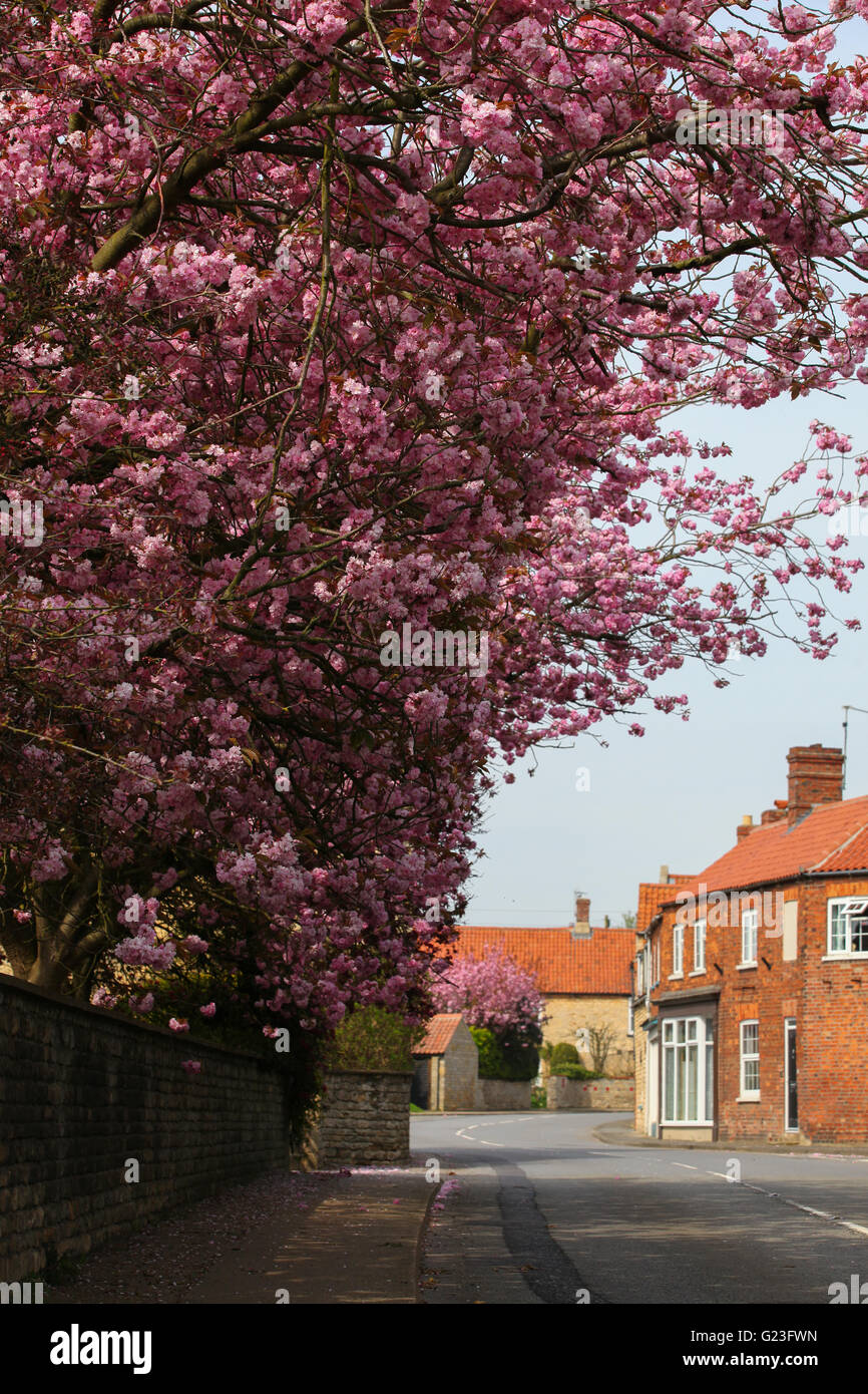 Pink flowers in full bloom spring time in an English Village ...