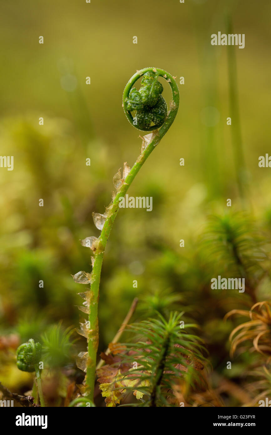 Curved fern leaf hi-res stock photography and images - Alamy