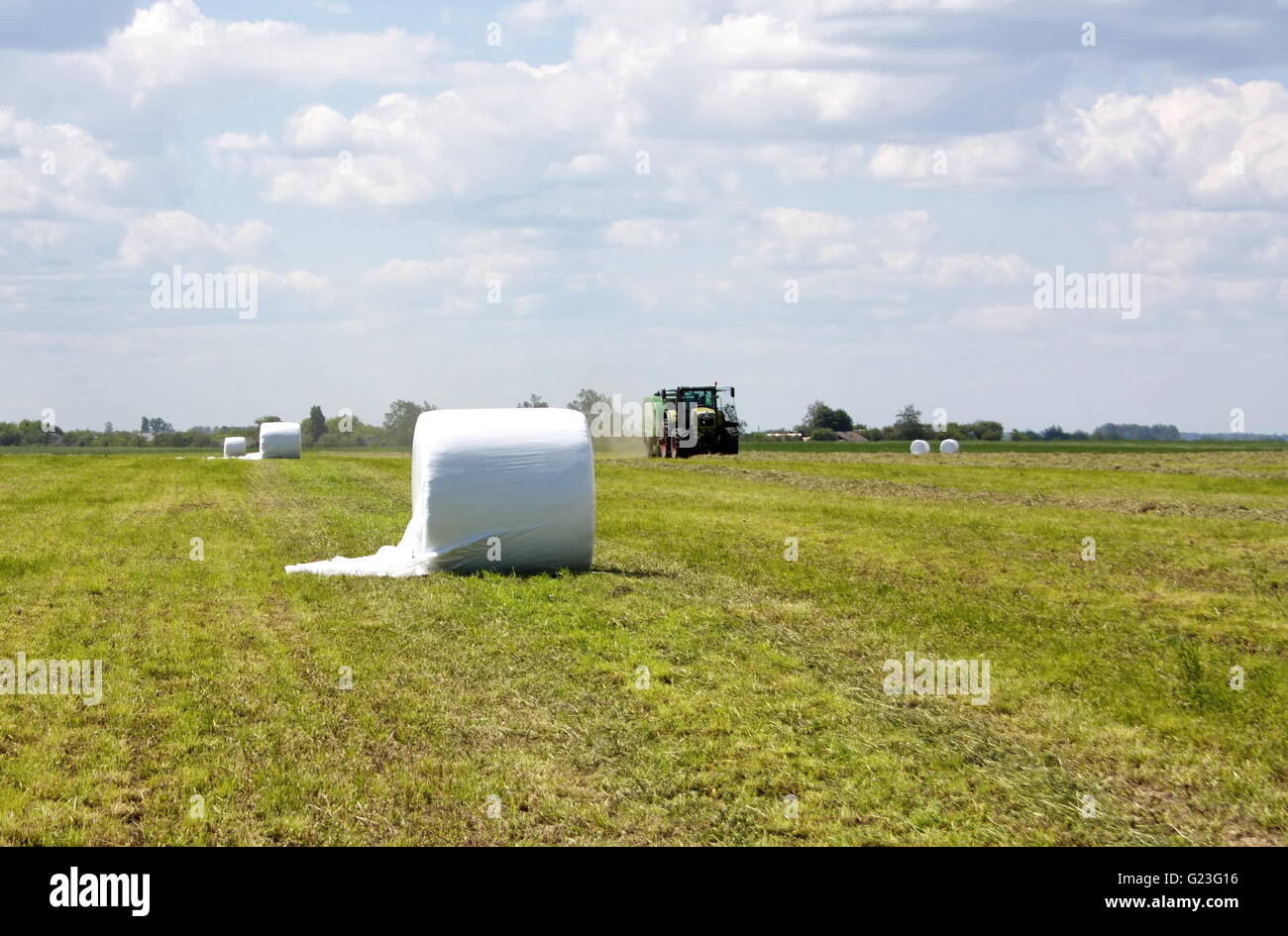 Animal stretch roll hi-res stock photography and images - Alamy
