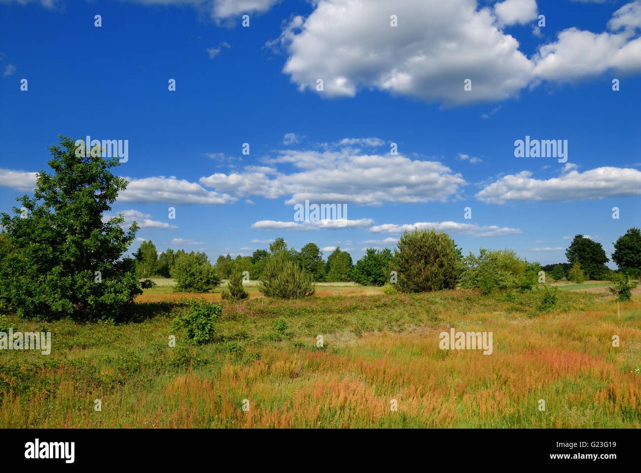 Rural summer landscape Stock Photo - Alamy
