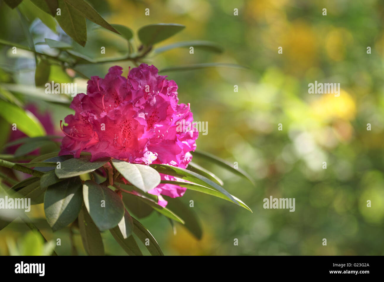 Rhododen High Resolution Stock Photography and Images - Alamy