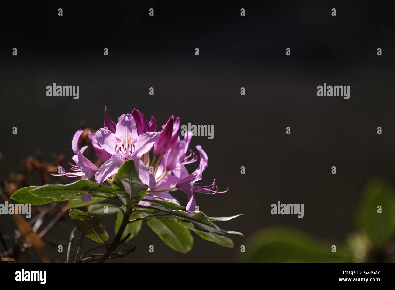 Pink azalea flower Stock Photo - Alamy