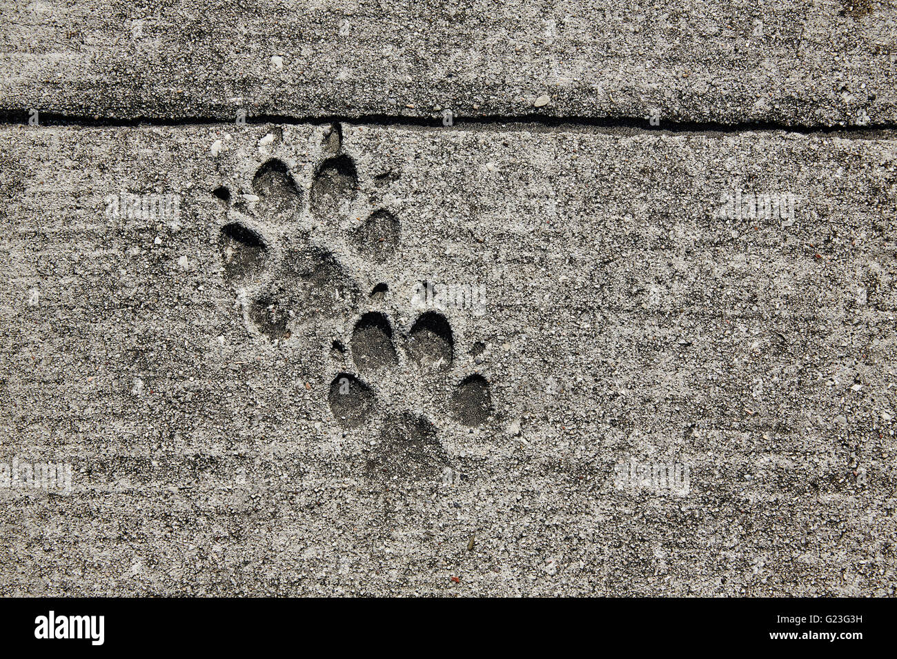 dog footprints printed in sidewalk concrete cement animal Stock Photo ...
