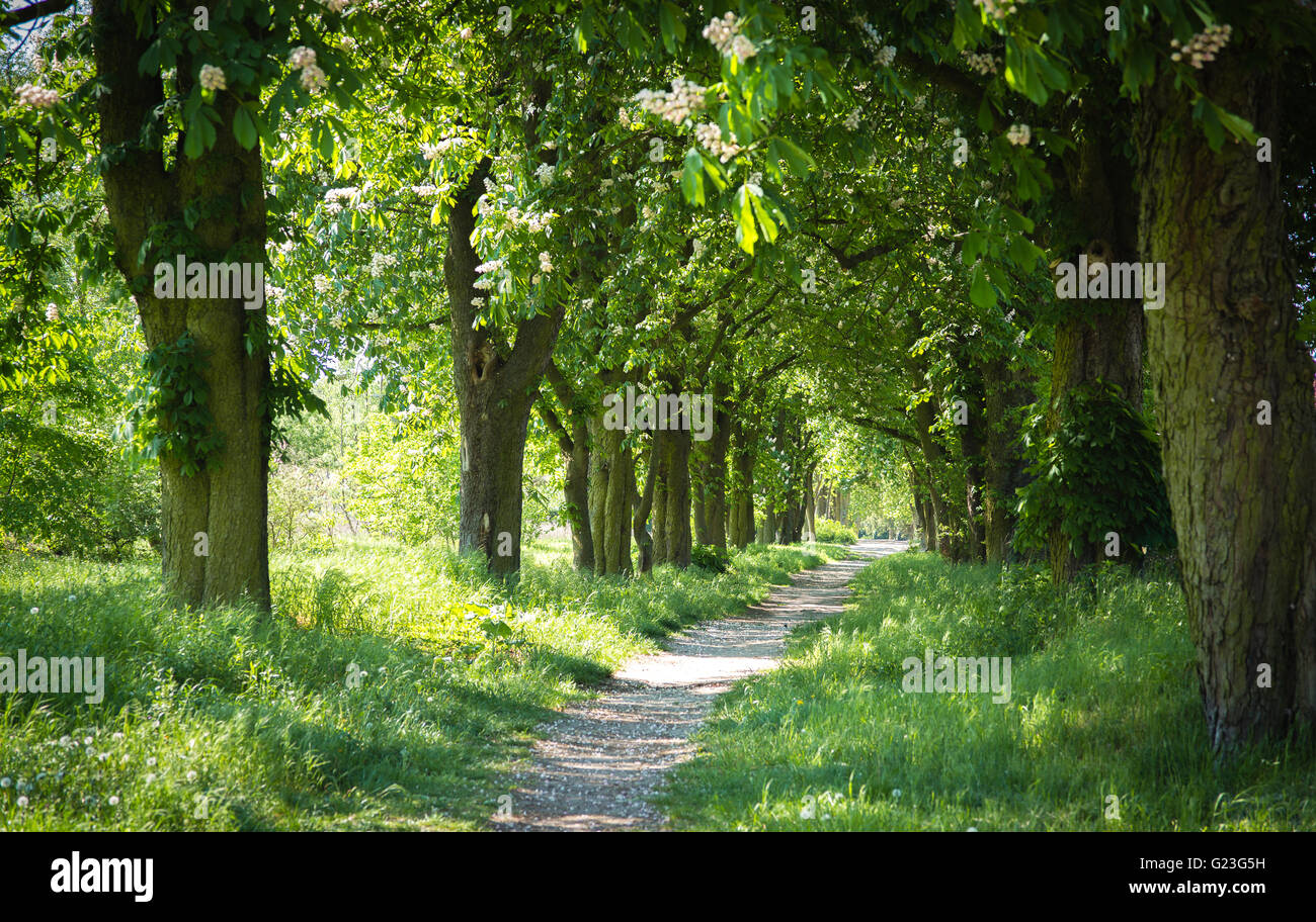 Tree line avenue hi-res stock photography and images - Alamy