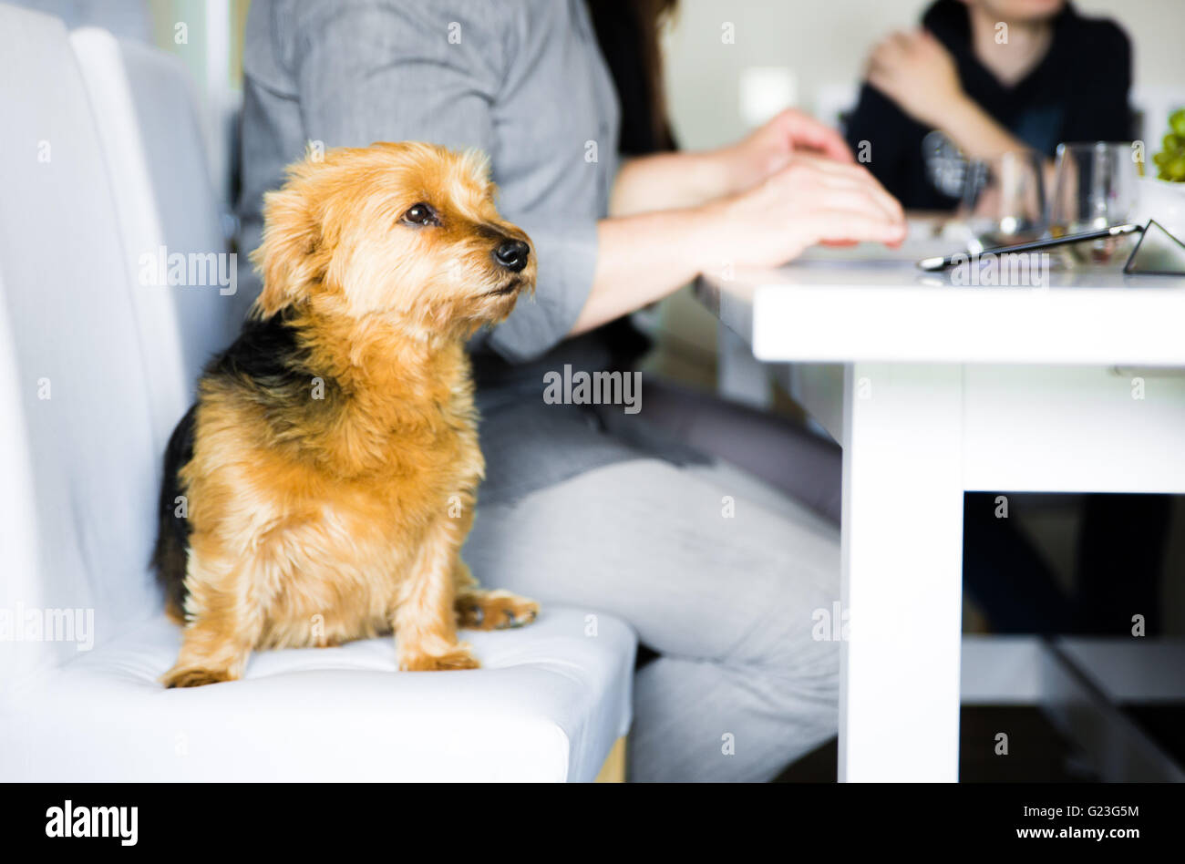 dog at office table Stock Photo - Alamy