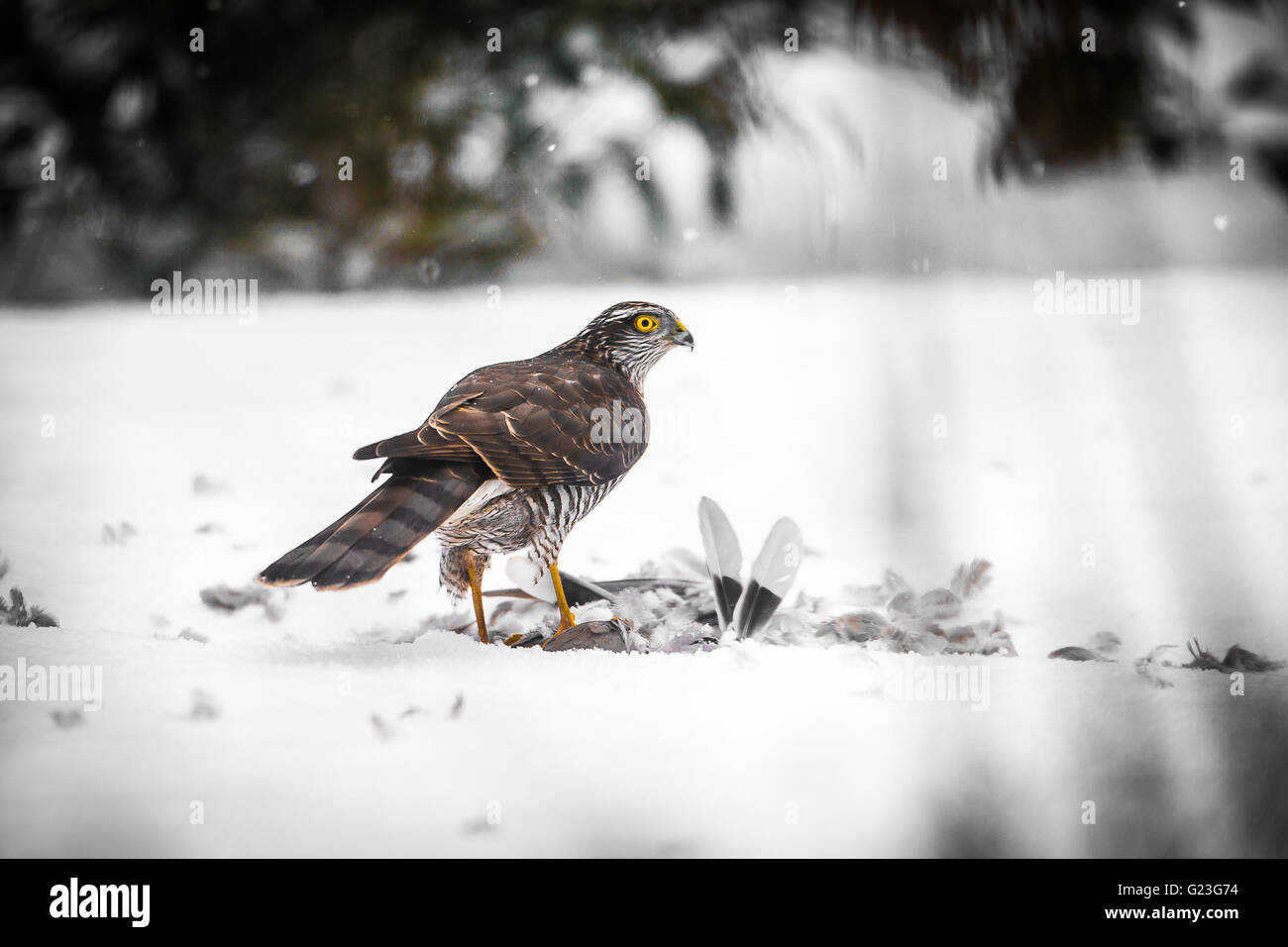 Goshawk with prey Stock Photo - Alamy