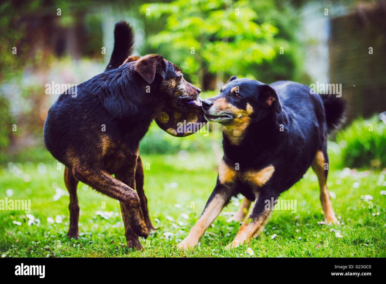 symbol of playful competition rivalry contest combat Stock Photo - Alamy