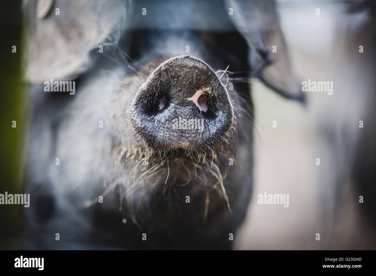 a pig with big snout in front closeup Stock Photo - Alamy