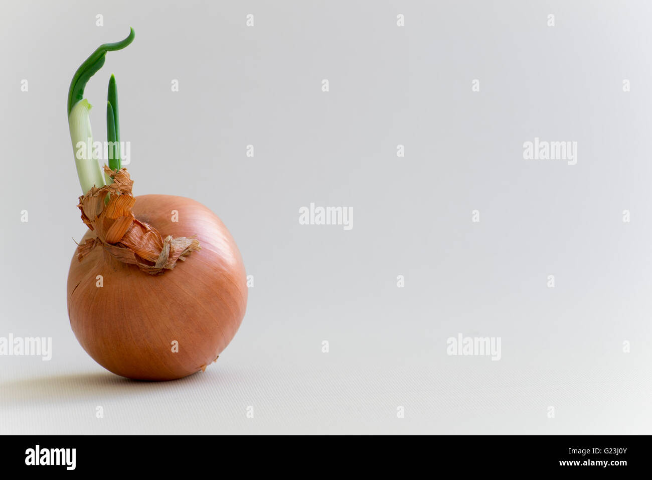 Strong onion hi-res stock photography and images - Alamy
