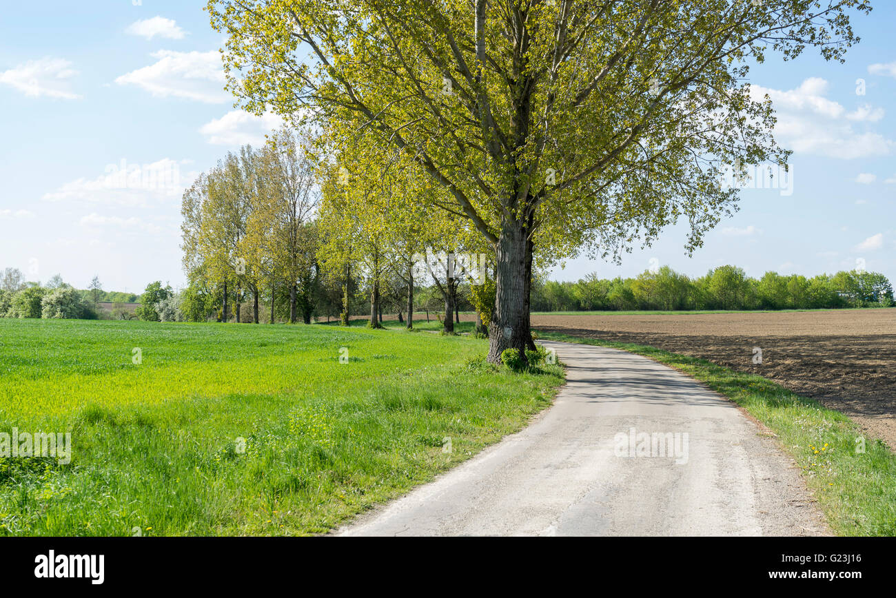 sunny illuminated idyllic field path at spring time in Hohenlohe, a ...