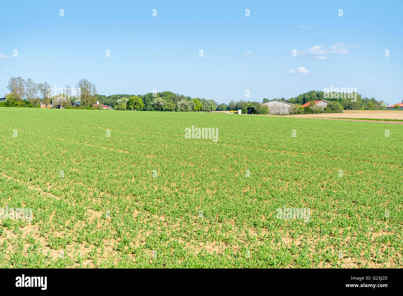 Seedling and farm crop field hi-res stock photography and images - Alamy