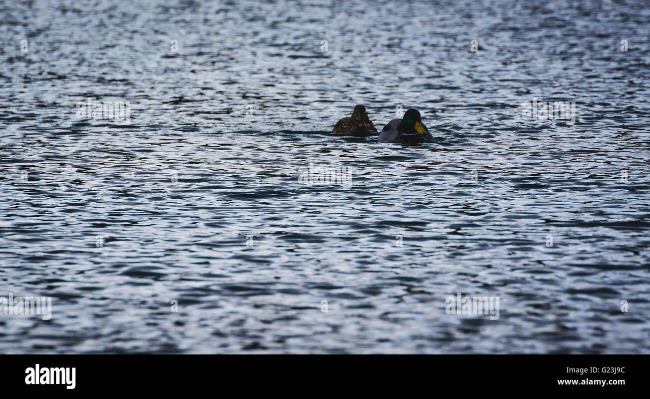 Love couple in moonlight hi-res stock photography and images - Alamy