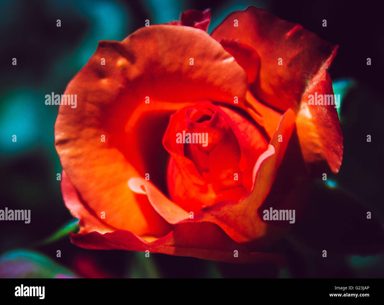 Red rose close-up Stock Photo - Alamy