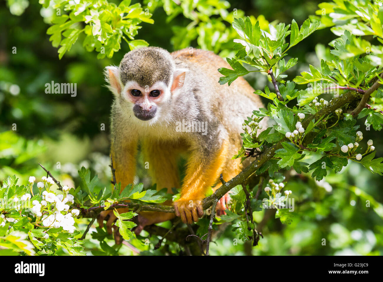 Monkey climbing up in tree hi-res stock photography and images - Alamy