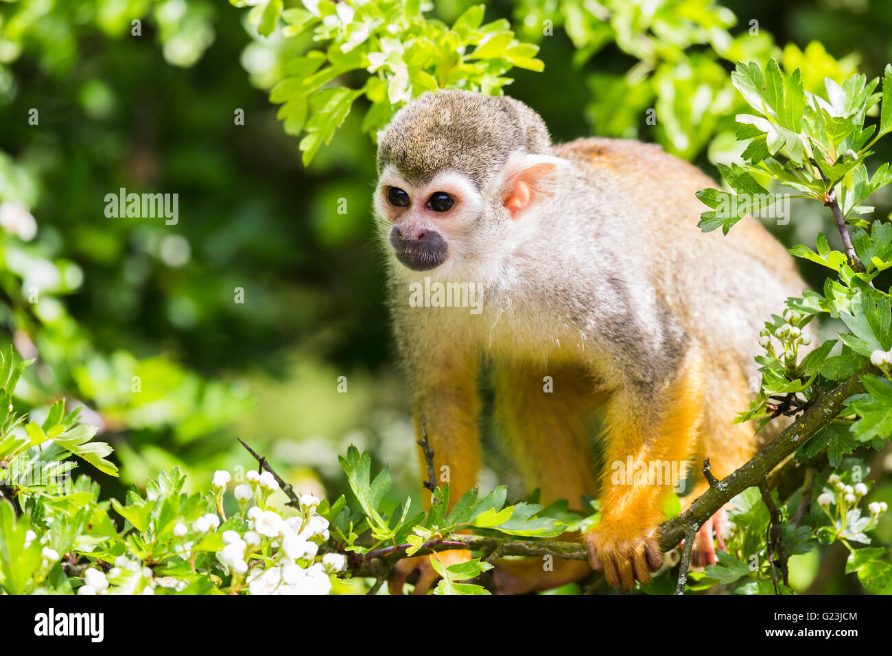 Monkey climbing up in tree hi-res stock photography and images - Alamy