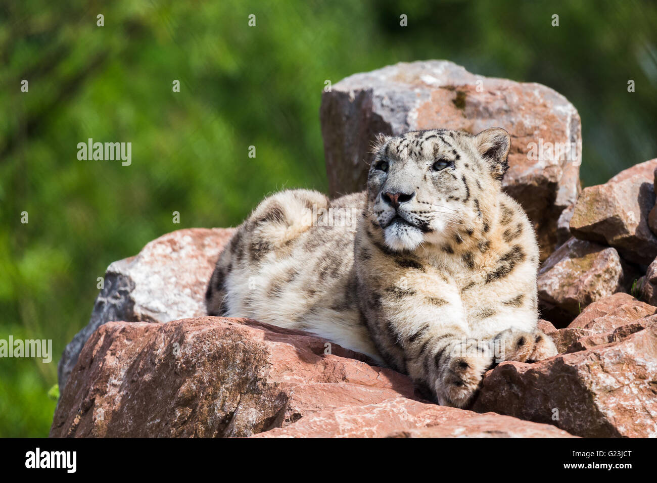 A lone Snow Leopard lying high up on the rocks soaking up the spring ...