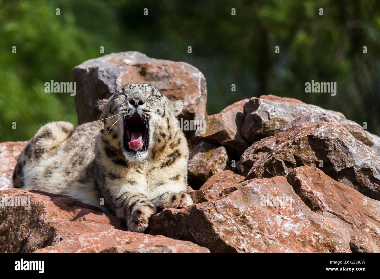 Snow leopard panthera uncia lying hi-res stock photography and images ...