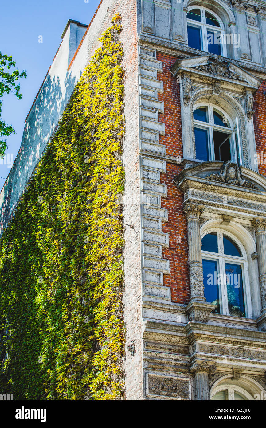 front of house with ivy vines Stock Photo - Alamy