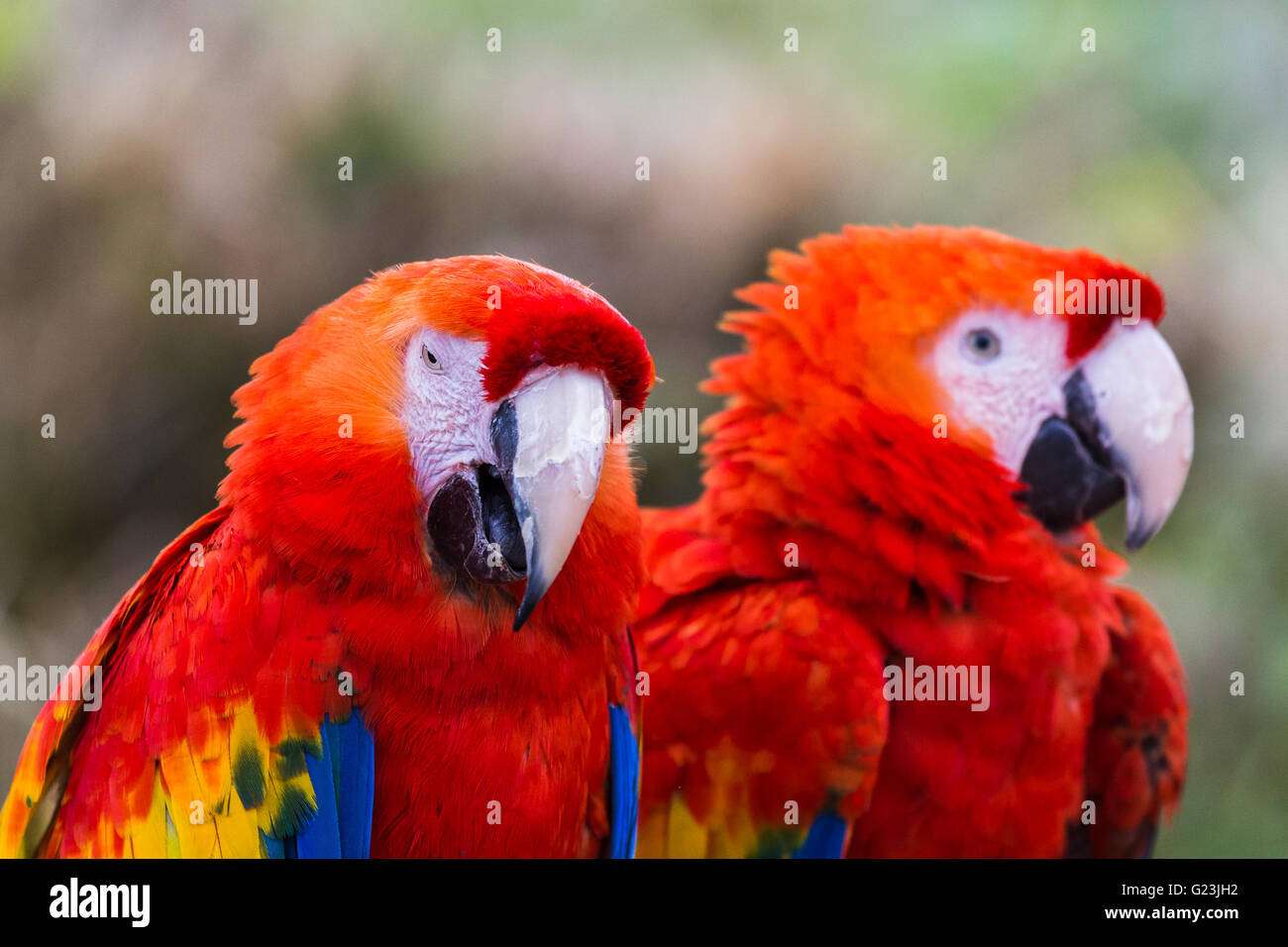 Pair of Scarlet macaw parrots perched side by side at the South Lakes ...