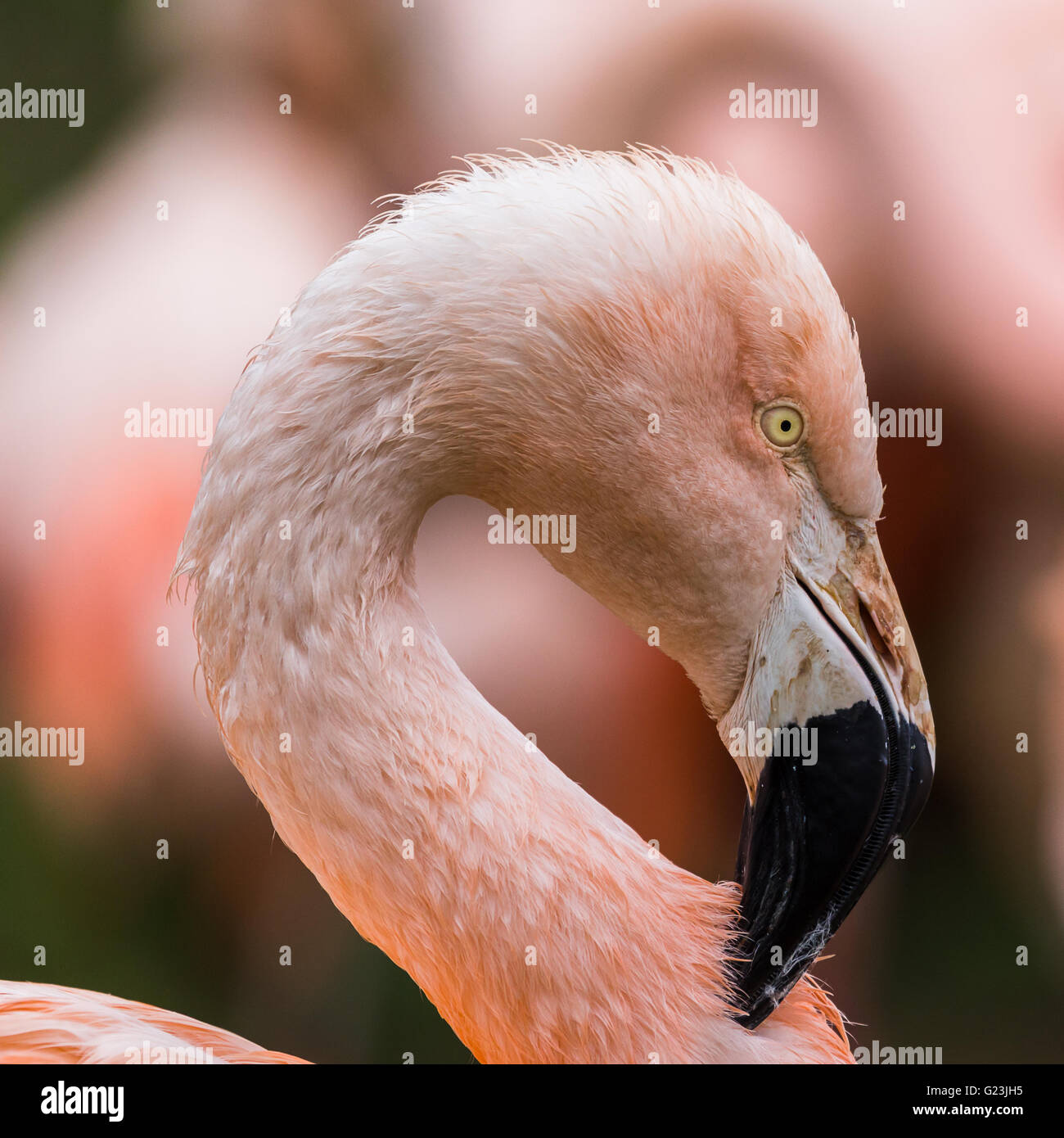 Eye itching hi-res stock photography and images - Alamy