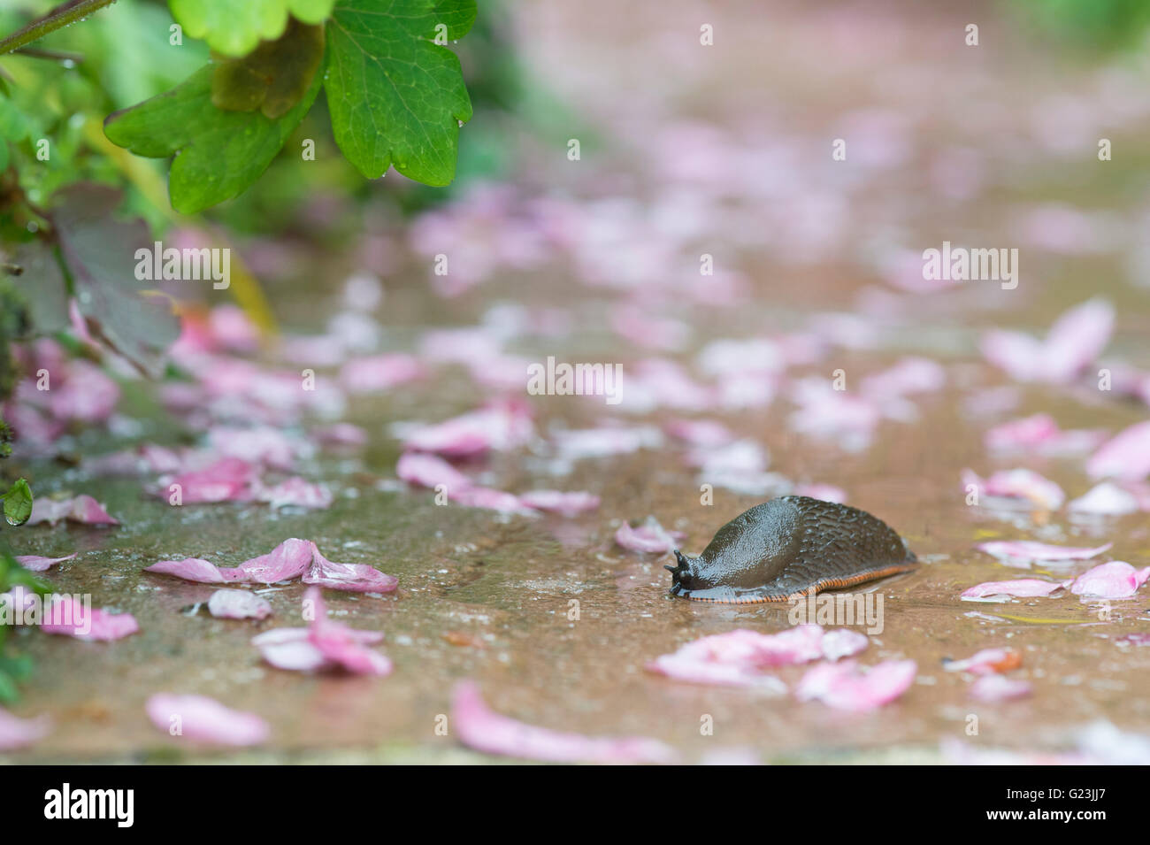Wet garden hi-res stock photography and images - Alamy