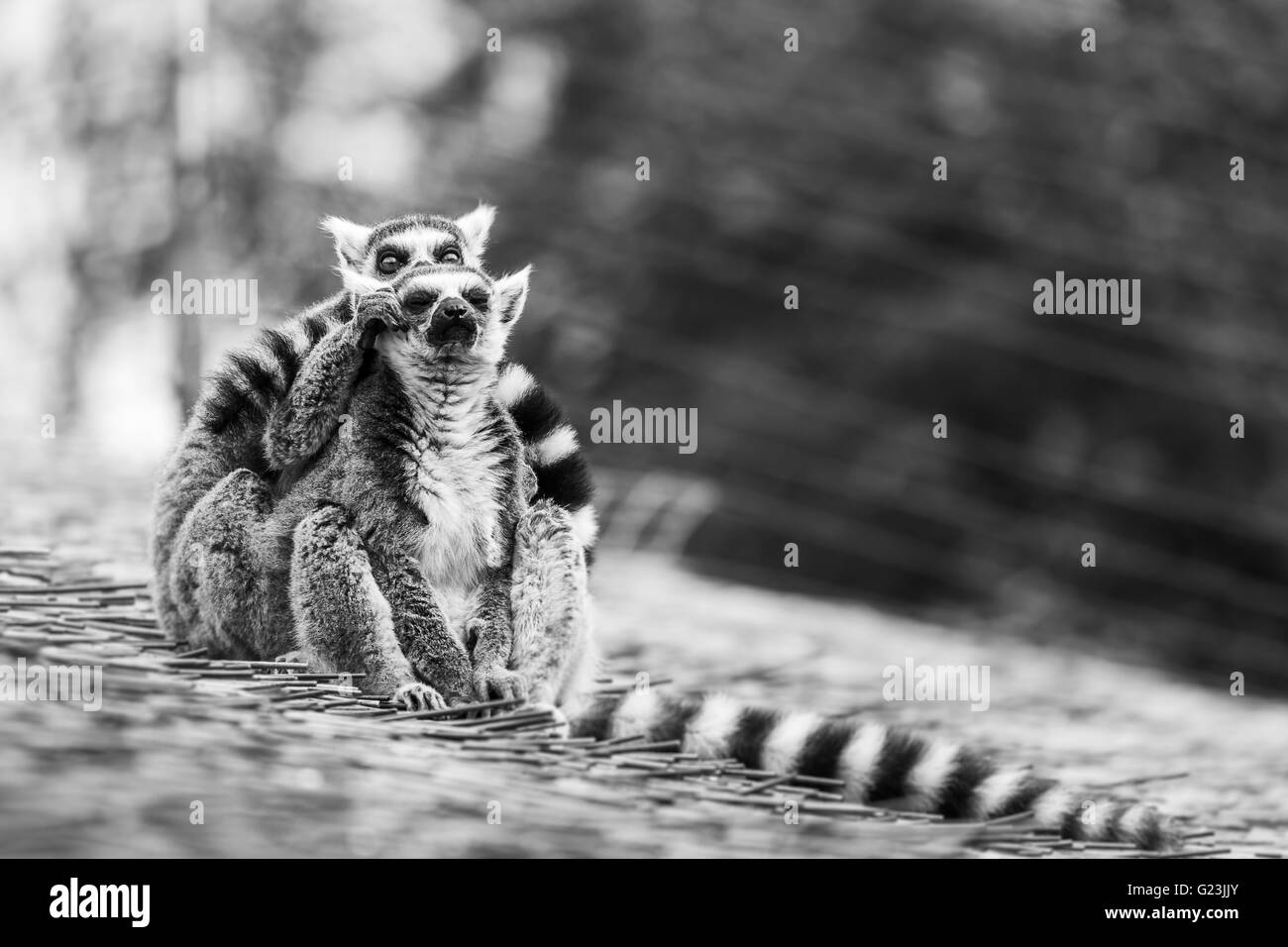 Primate care Black and White Stock Photos & Images - Alamy