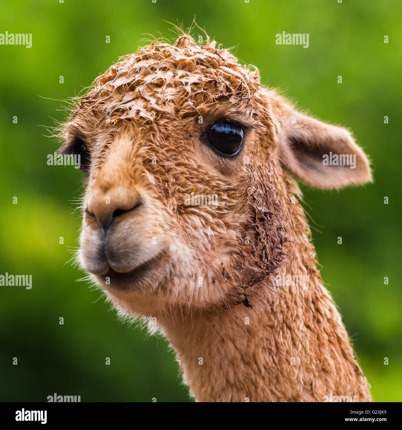 A wet looking Alpaca captured in front of a sea of green bokeh at the ...