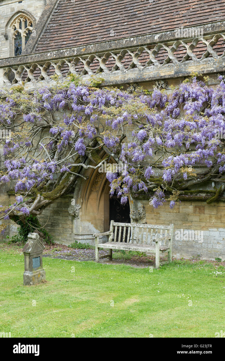 Flowering Wisteria floribunda on St Nicholas Church, Hatherop, Gloucestershire, England Stock ...