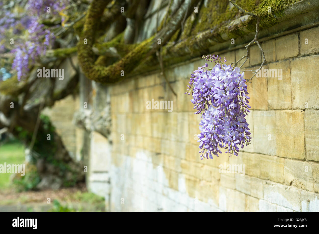 Flowering Wisteria floribunda on St Nicholas Church, Hatherop, Gloucestershire, England Stock ...
